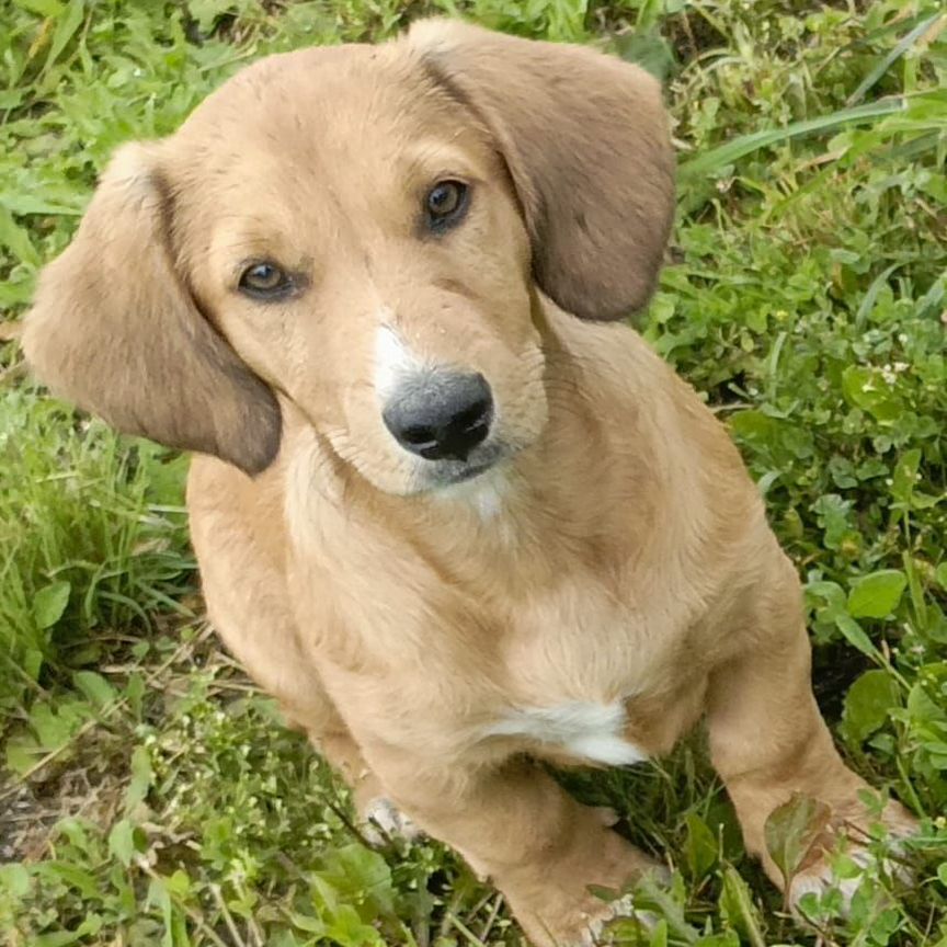 Таксёныш 2 месяца