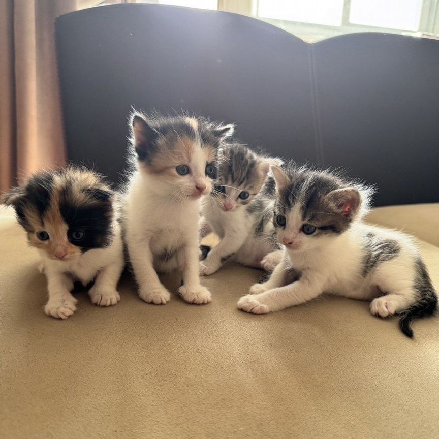 Котята в добрые руки