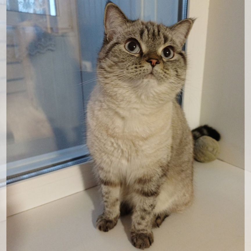 Шотландская прямоухая короткошёрстная кошка, взрослая