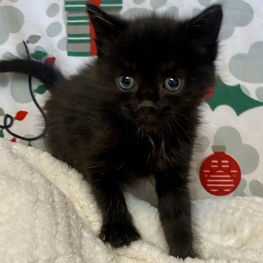 Замечательный котенок