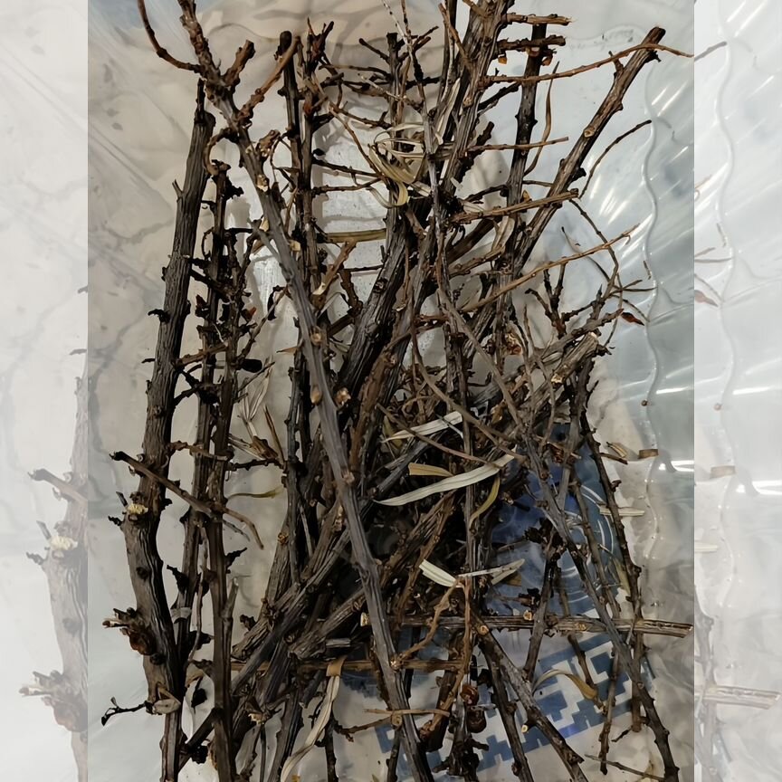 Ветки облепихи для грызунов и птиц и чая