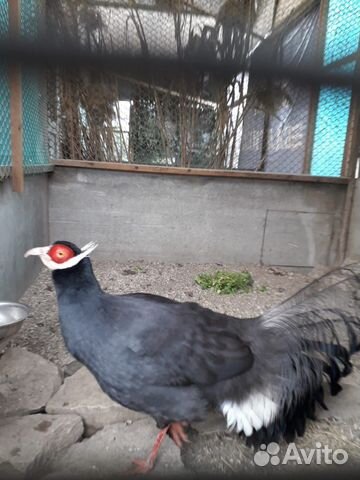 Фазан синий ушастый