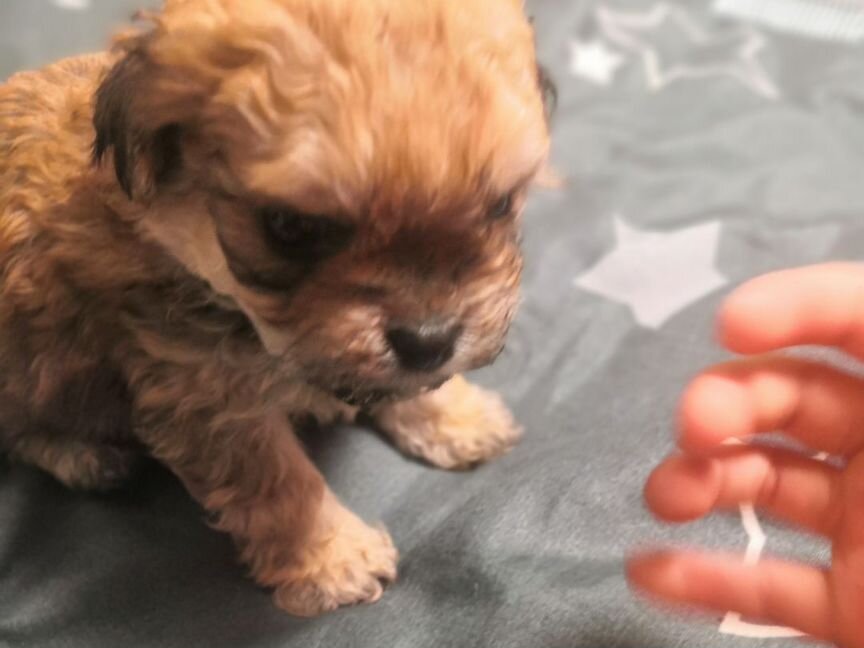 Щенки мальтипу f1 мини