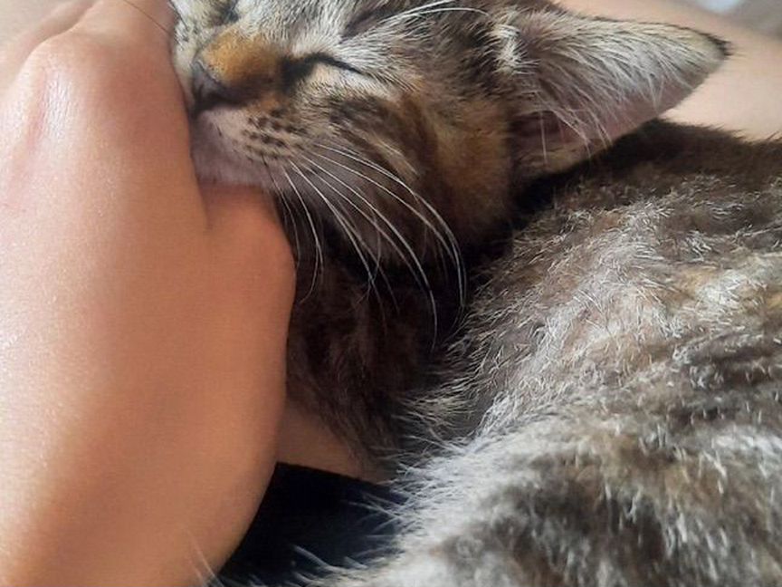 Котенок бесплатно