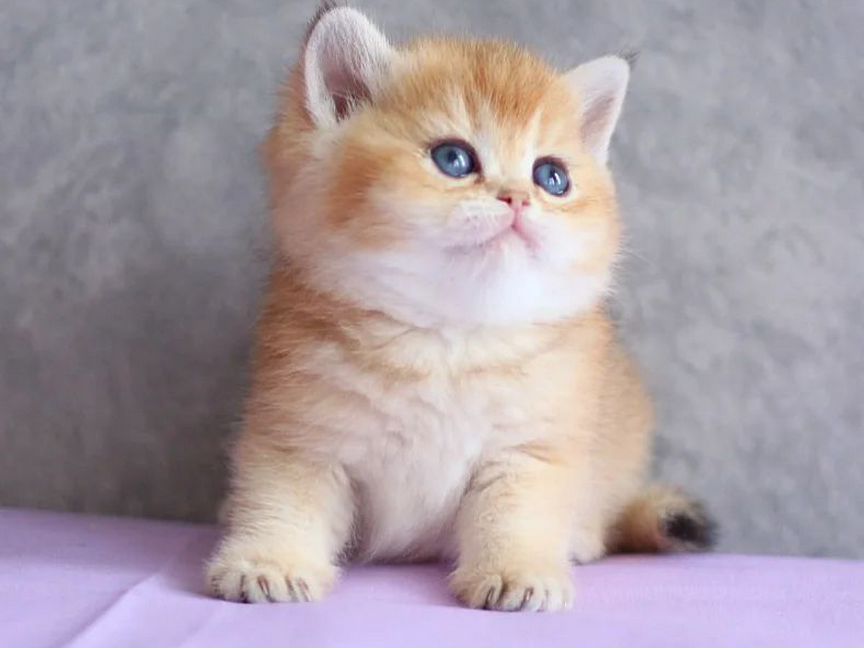 Золотые котята мальчики и девочки ny11, ny25