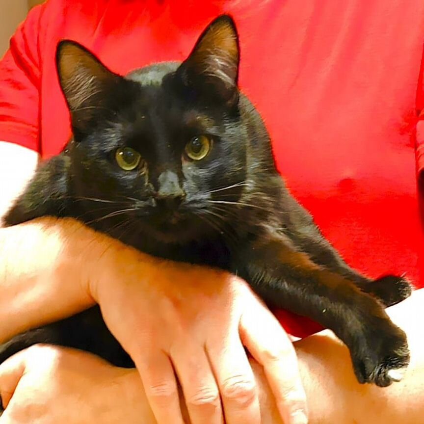 Кот Яша, 1 год