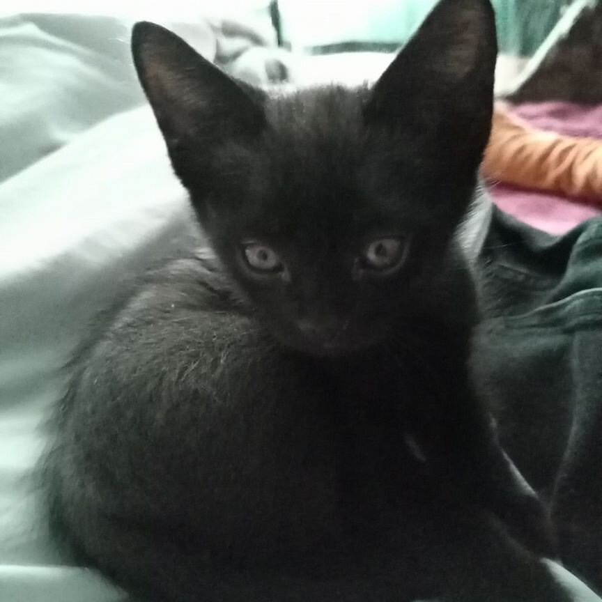 Котята отдам бесплатно