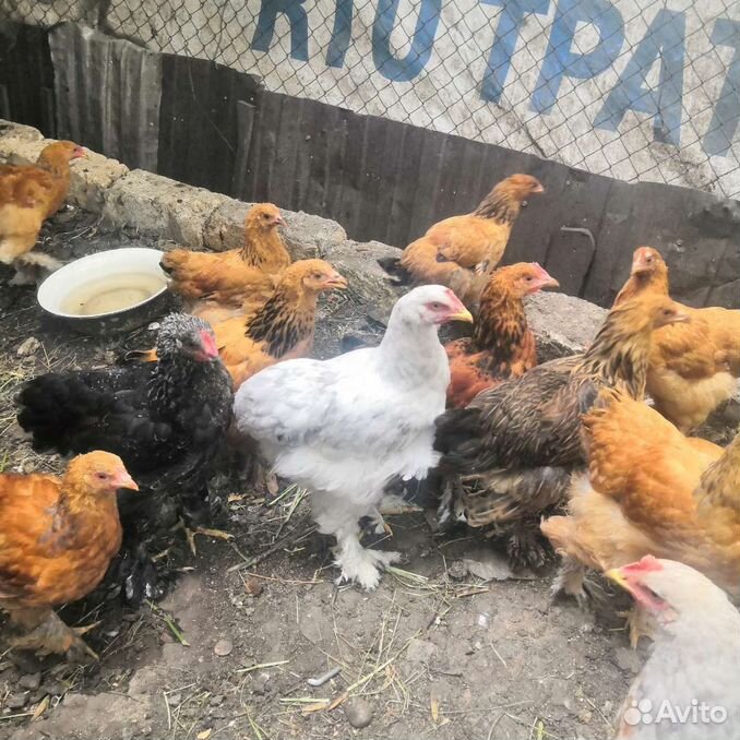 Цыплята брама и лакеданзи