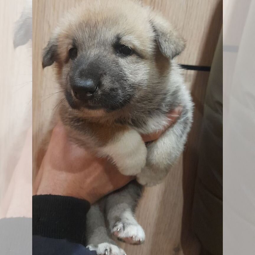 Щенок в добрые руки