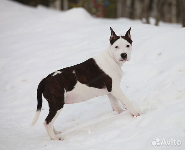 Девочка крупная, питомник