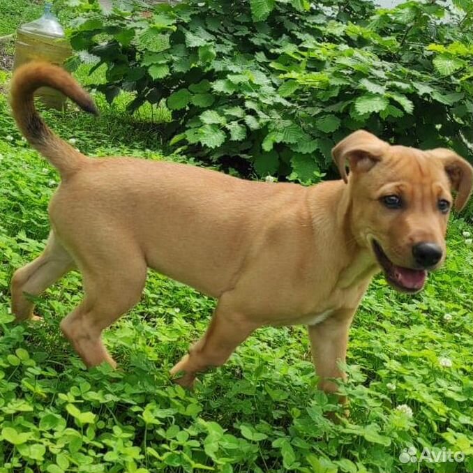 Отдаю щенка - охранник, компаньон в частный дом