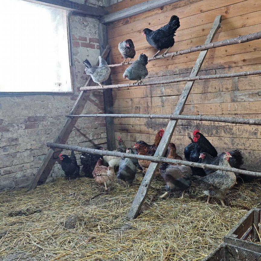 Курицы и петухи