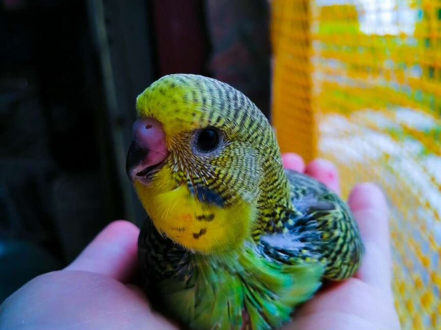 Птенцы выкармыши выставочного волнистого попугая