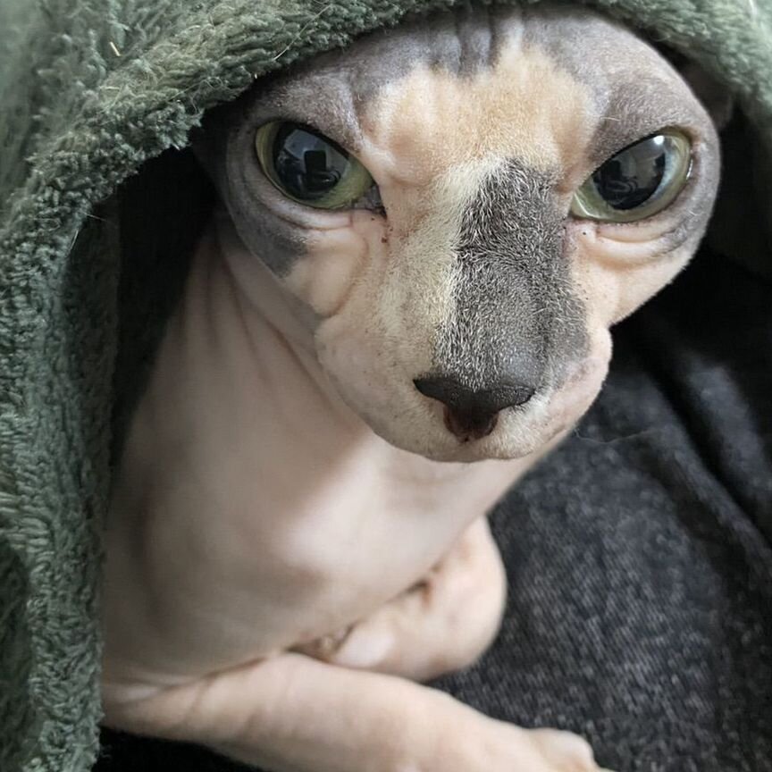 Канадский сфинкс кошка