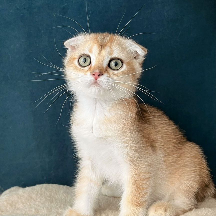 Котёнок мальчик Балу