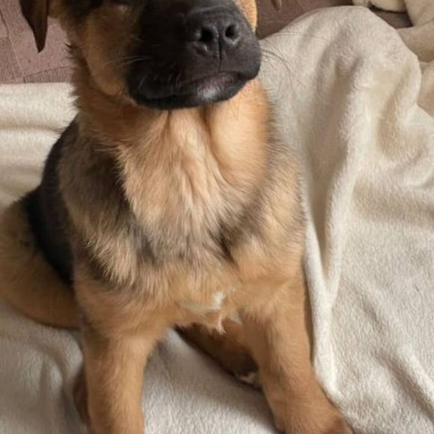 Малышка Сажа ищет дом