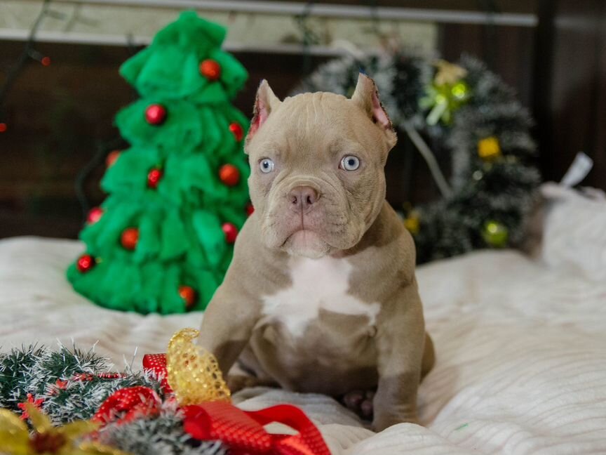 Продам щенков Америкаских Були