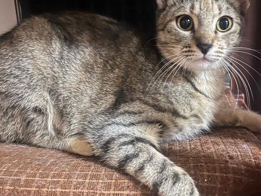 Котенок Фрея 6 мес