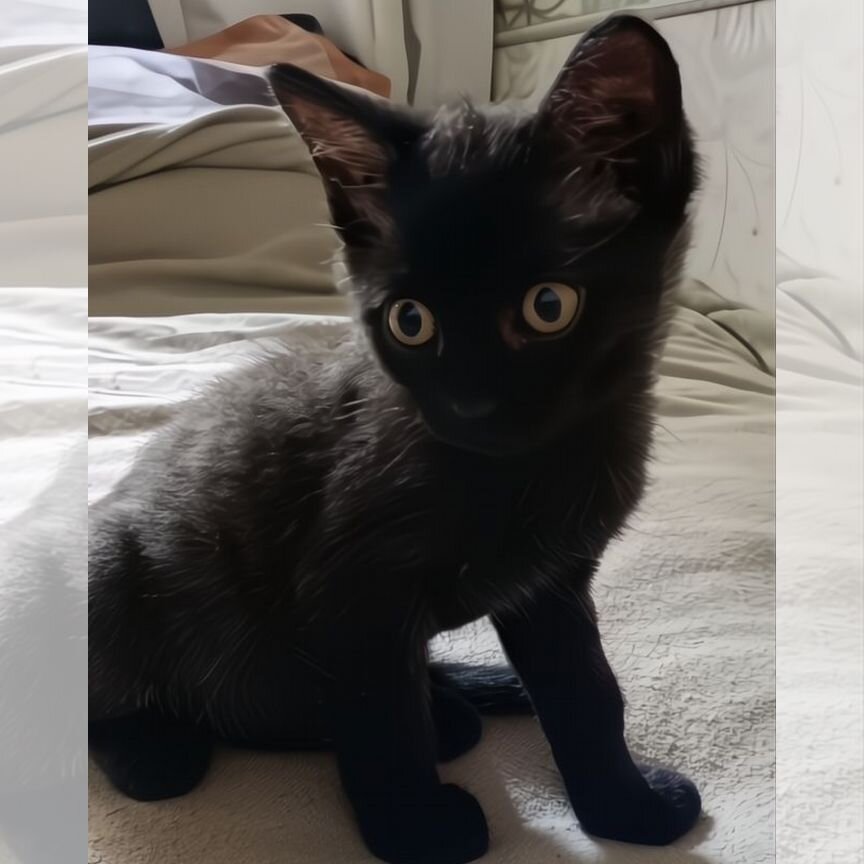 Котёнок в добрые руки