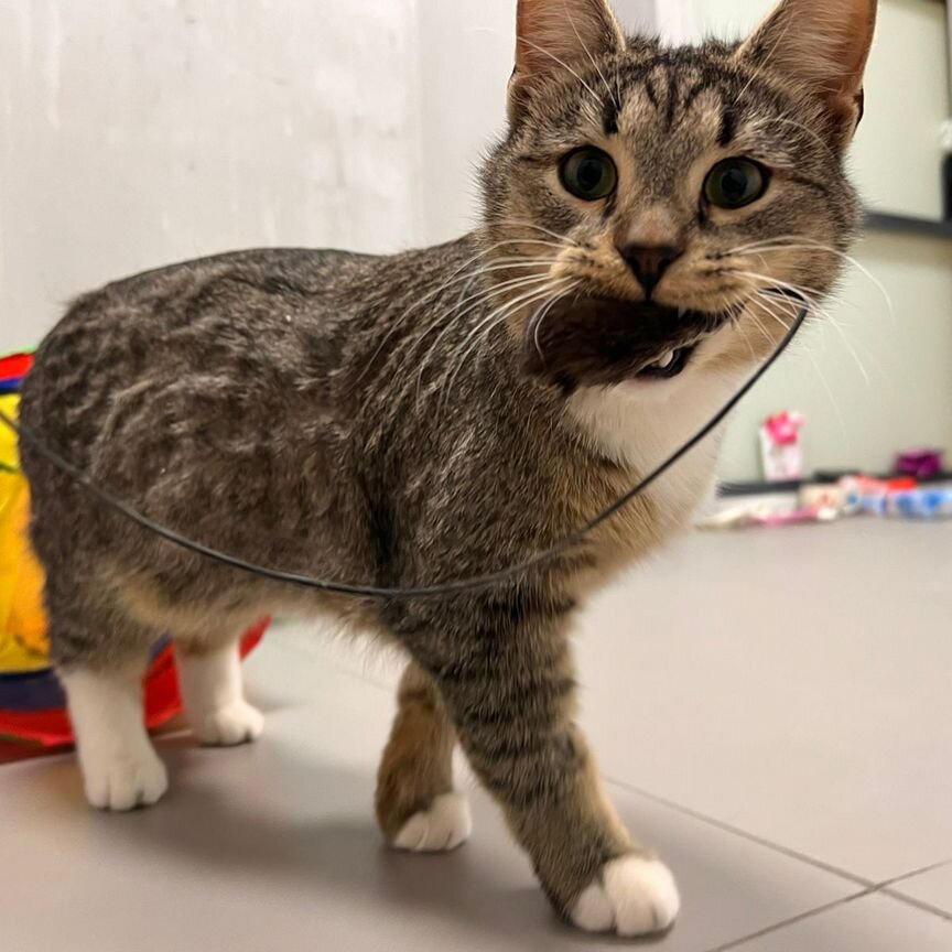 Мальчонка ищет дом