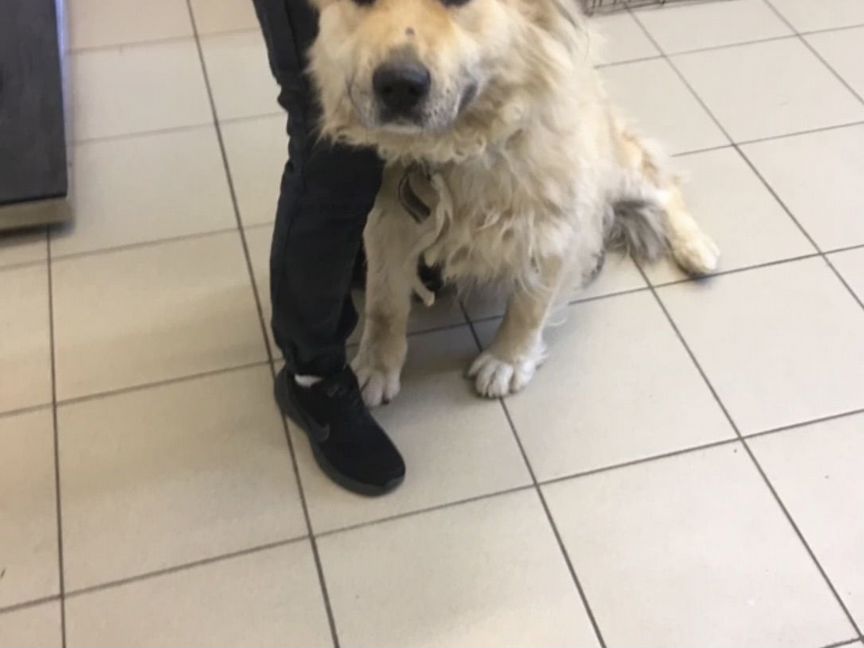 Собака кавказец скоро выпуск на улицу