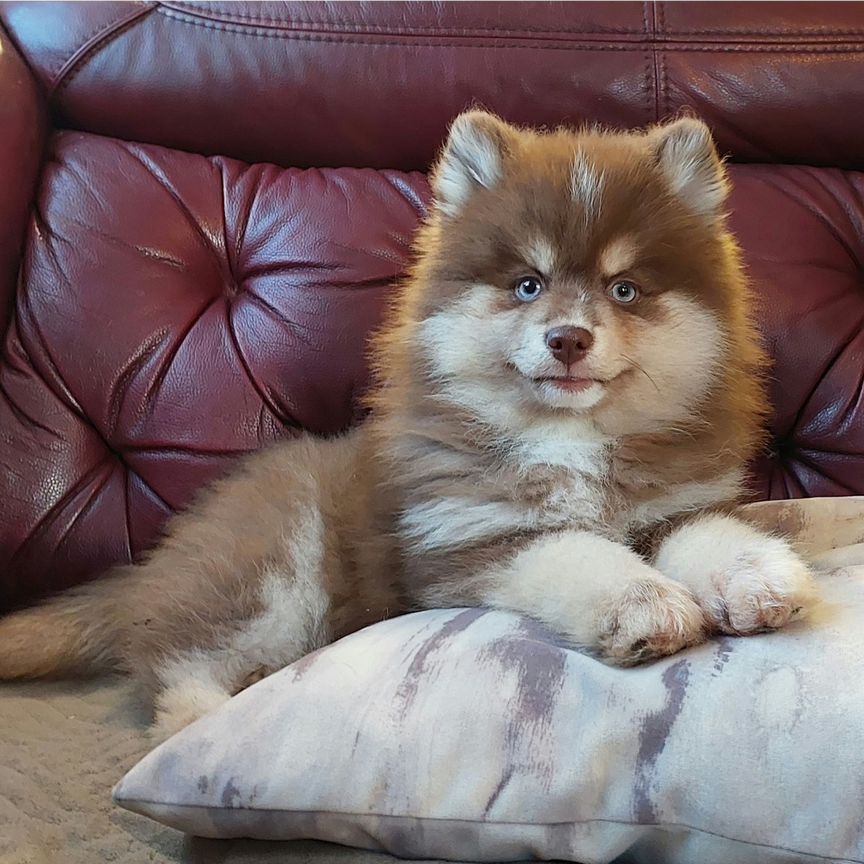 Помски, щенок