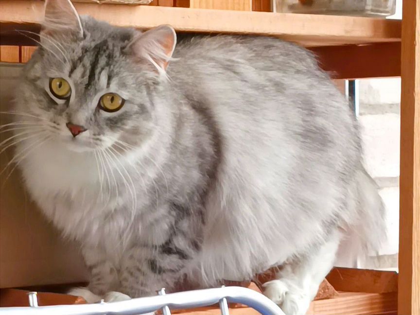 Кошка мини снежный барс