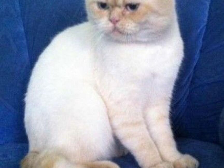 Кот колор поинт