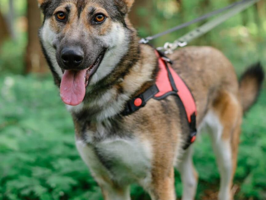 Замечательная собачка Умка ждет хозяев