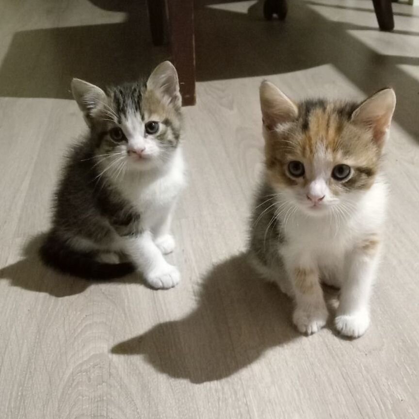 Продам котят