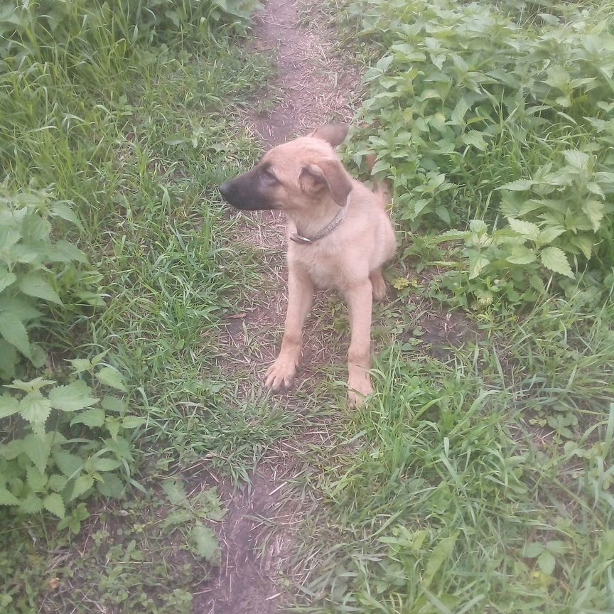 Немец щенок