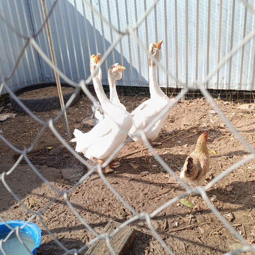 Холмогорские гуси