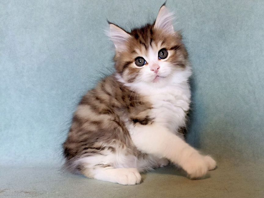 Котик куробобик