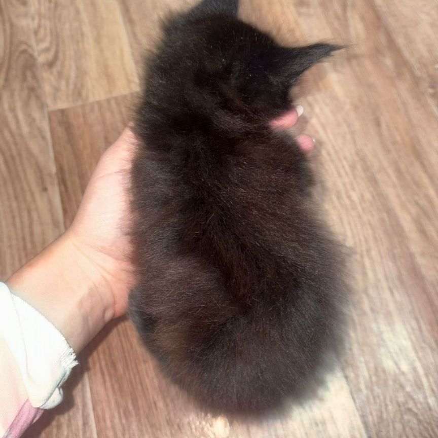 Котенок мейкун