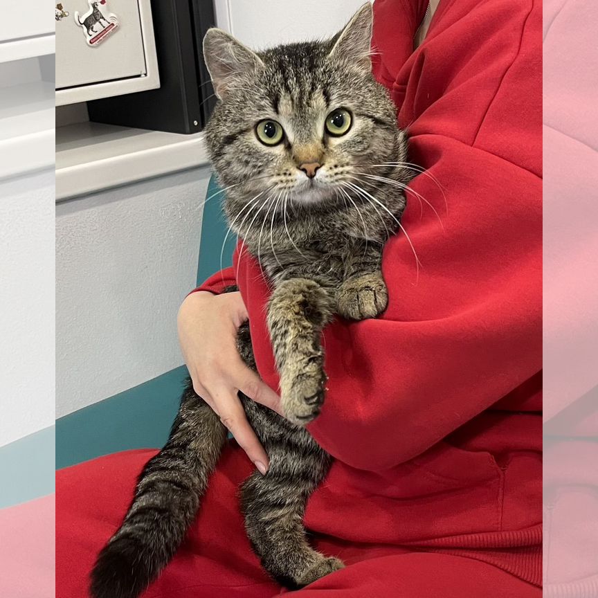 Взрослый кот в добрые руки