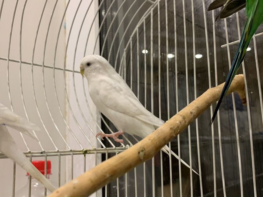 Волнистый попугай, самец, самка