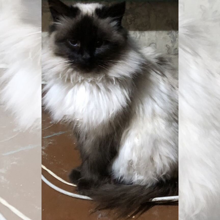 Невская маскарадная, взрослая кошка