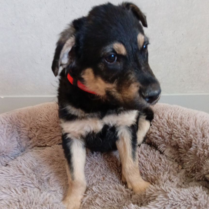 Щенок пацан ищет дом, привезу