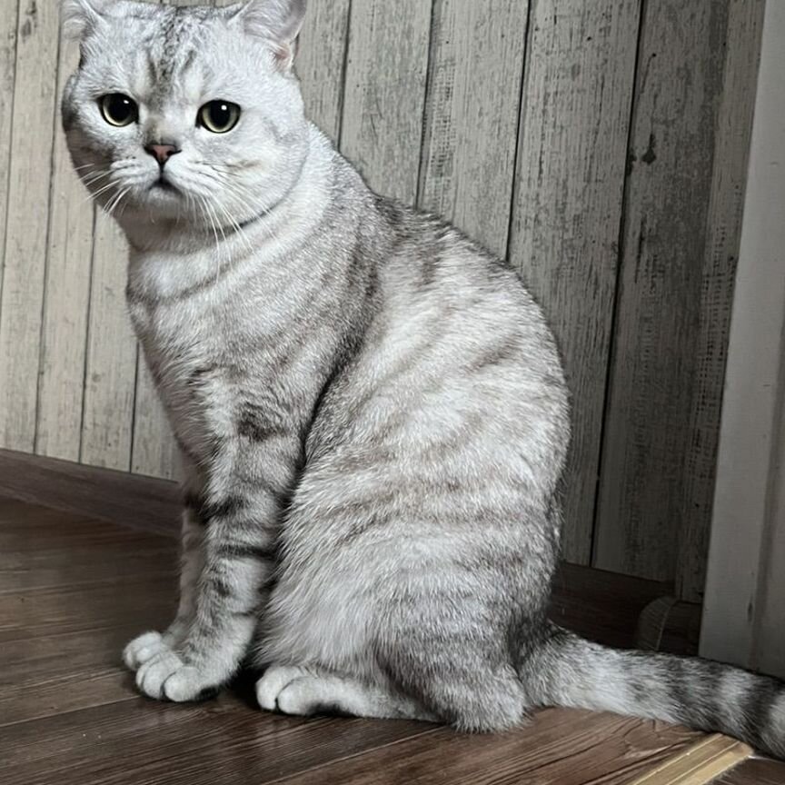 Шотландский кот вязка