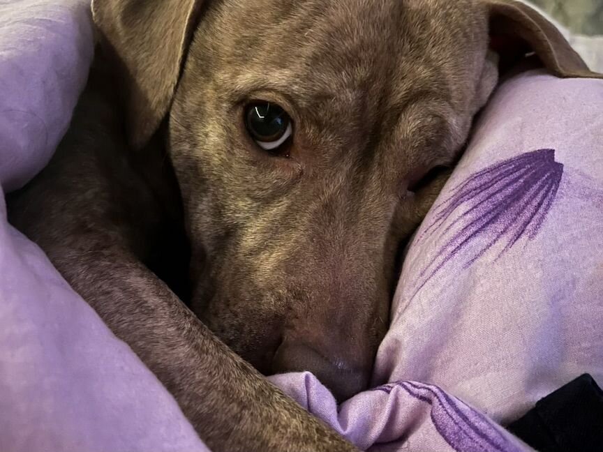 Стаффорд и питбуль