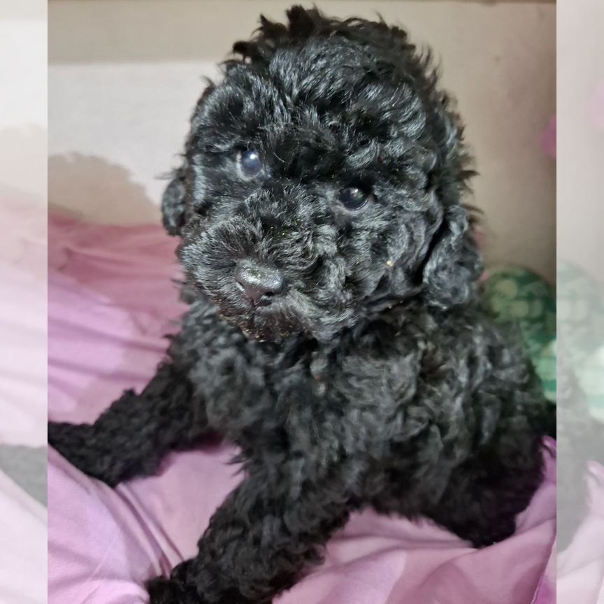 Той-пудель, щенок