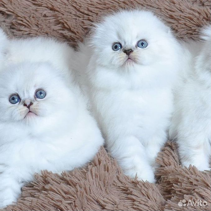 Серебро котята, пятно, вискас