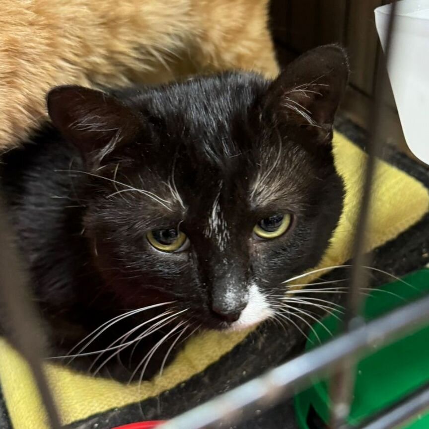 Взрослый кот в добрые руки