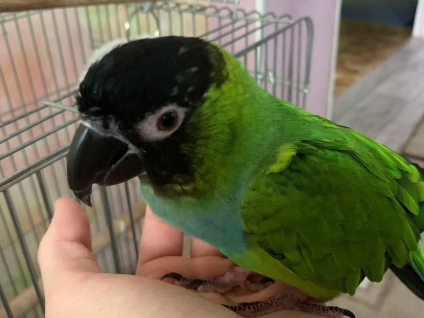 Попугай с клеткой