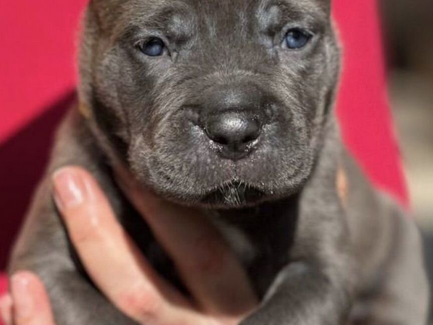 Малышка Кане-Корсо