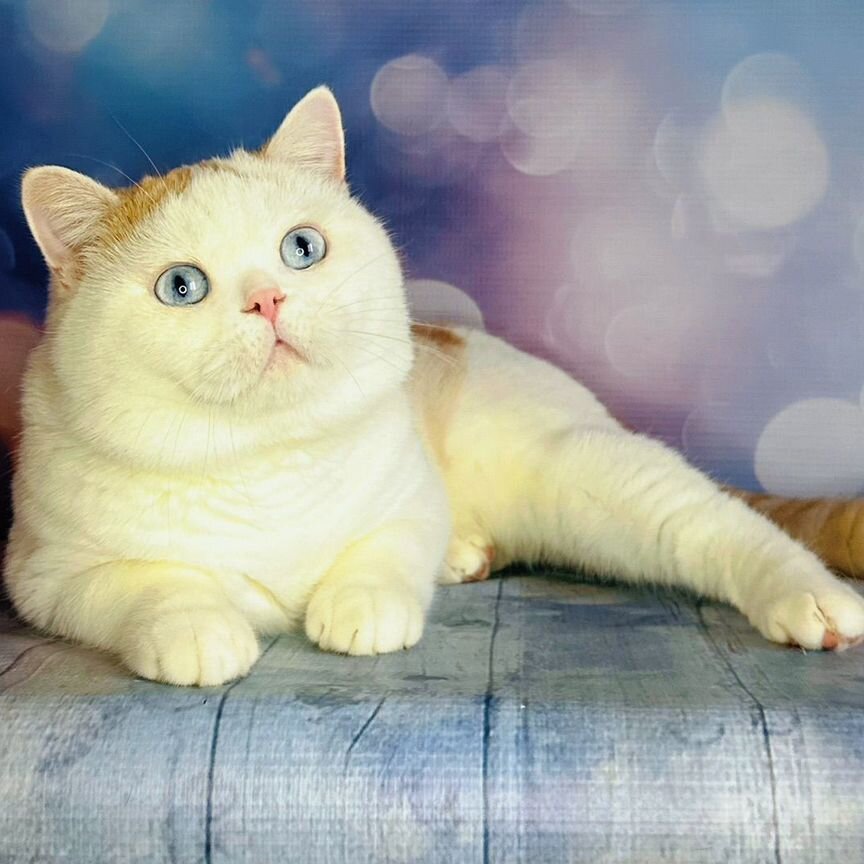 Британский короткошёрстный кот, взрослый