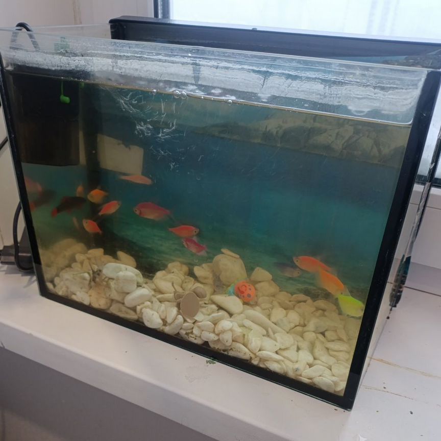 Аквариум с рыбами