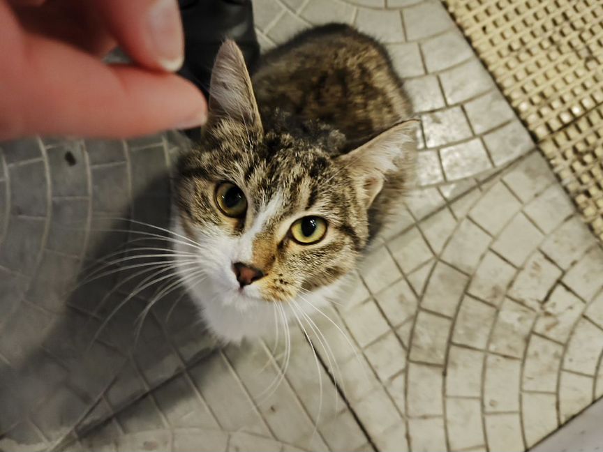 Кошка невероятной красоты