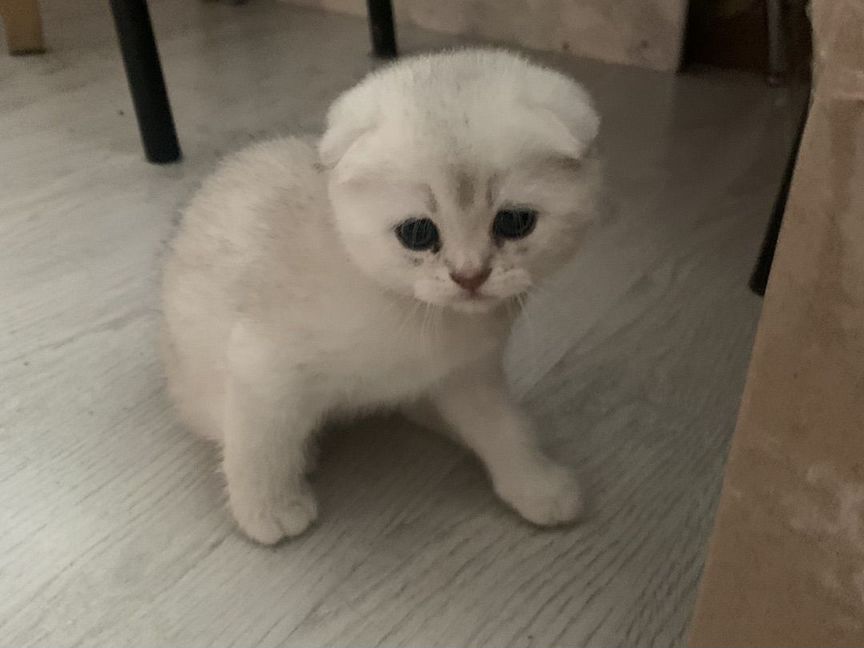Шотландская вислоухая котята