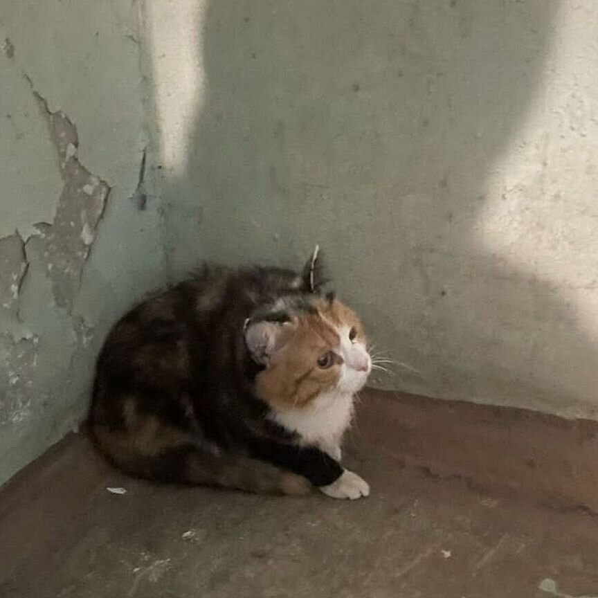 Ищем дом для кошечки